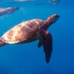 From Waikiki: Turtle Canyon Snorkeling Tour - An Honest Look at the Tour Experience