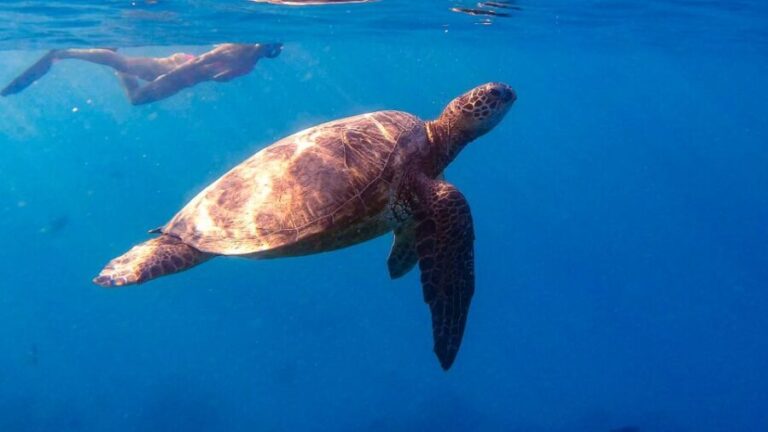 From Waikiki: Turtle Canyon Snorkeling Tour - An Honest Look at the Tour Experience