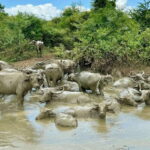 From Weligama : Udawalawa National Park Safari Tour - The Value of the Tour — Price, Comfort, and Experience