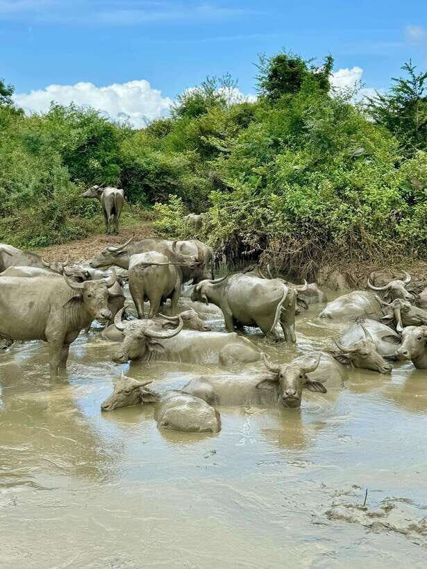 From Weligama : Udawalawa National Park Safari Tour - The Value of the Tour — Price, Comfort, and Experience