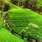 From west coast: Kandy, Pinnawala, Botanical & Tea gardens - Practical Tips for Travelers