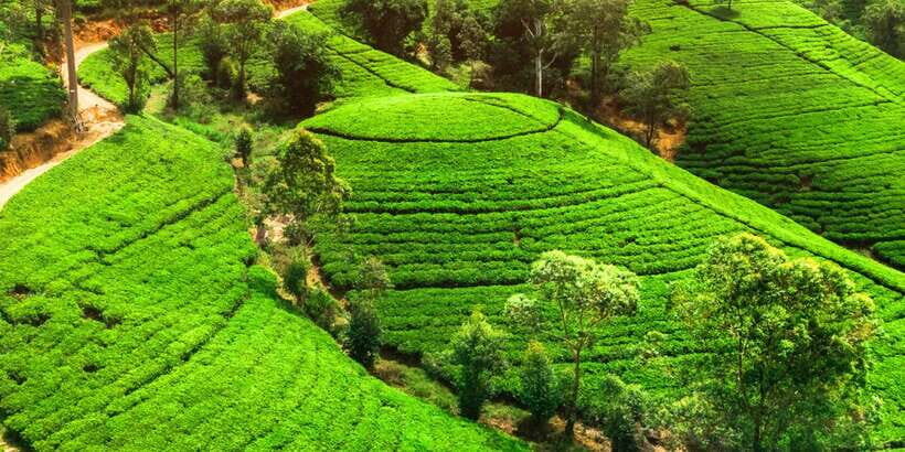 From west coast: Kandy, Pinnawala, Botanical & Tea gardens - Practical Tips for Travelers