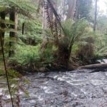 Fruit Picking & Nature Private Tour Yarra Valley & Warburton - Final Thoughts: Is It Worth It?