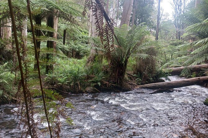 Fruit Picking & Nature Private Tour Yarra Valley & Warburton - Final Thoughts: Is It Worth It?