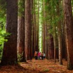 Fruit Picking & Nature Tour Yarra Valley & Warburton - Exploring the Itinerary