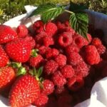 Fruits picking tour from Melbourne - Analyzing the Value