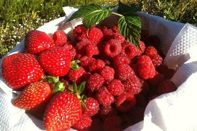 Fruits picking tour from Melbourne - Analyzing the Value
