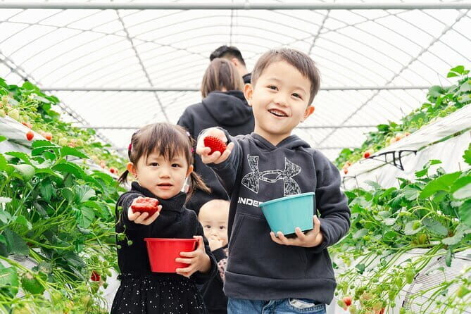 Fukuoka Strawberry Picking, Shopping and TeamLab Day Bus Tour - How Does the Value Measure Up?