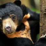 Full Day At Sepilok Orangutan, Sun Bear & Sandakan City Tour - Detailed Breakdown of Each Stop