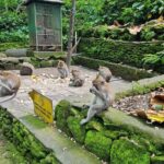 Full Day Best of Ubud Private Tour - What Youll Experience and Why It Matters