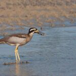 Full Day Birdlife Tour in Bribie Island - What to Expect from the Full Itinerary