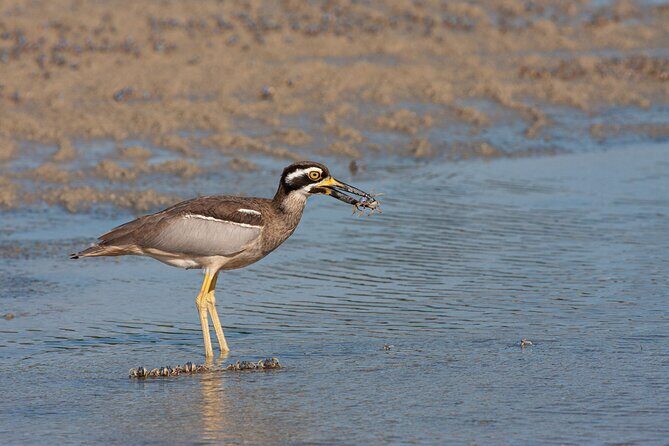 Full Day Birdlife Tour in Bribie Island - What to Expect from the Full Itinerary