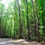 Full-Day Bohol Excursion - depart Cebu (Best Seller) - What Travelers Are Saying