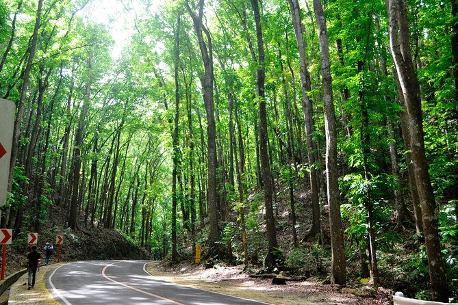 Full-Day Bohol Excursion - depart Cebu (Best Seller) - What Travelers Are Saying
