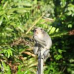 Full Day Bongawan River Cruise with Proboscis Monkey Sightseeing - Why This Tour Offers Good Value