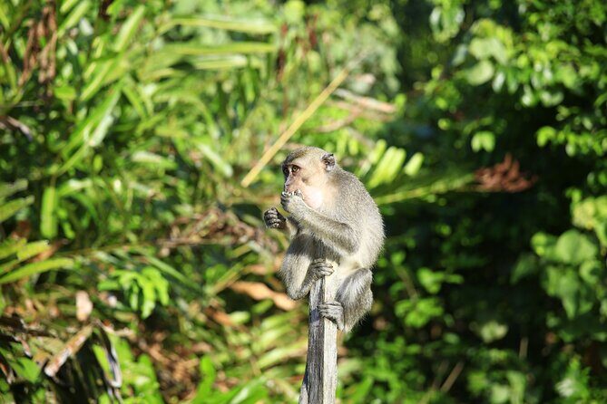 Full Day Bongawan River Cruise with Proboscis Monkey Sightseeing - Why This Tour Offers Good Value