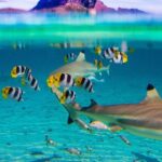 Full-Day Bora Bora Lagoon Cruise Including Snorkeling with Sharks and Stingrays - Snorkeling with Stingrays: Touch and Play