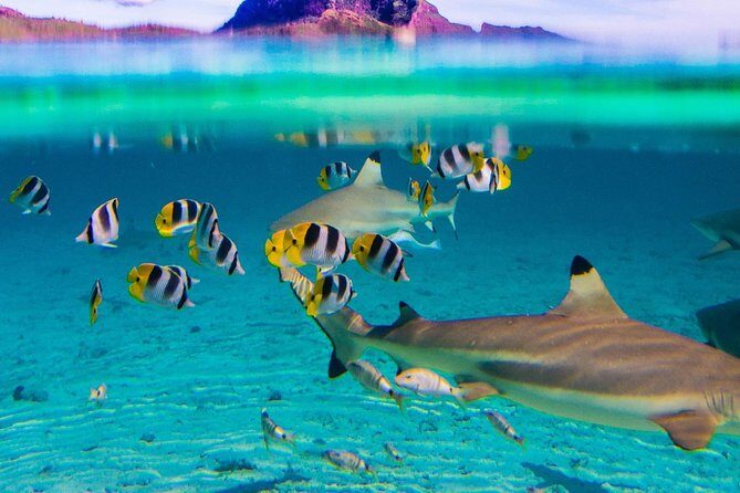 Full-Day Bora Bora Lagoon Cruise Including Snorkeling with Sharks and Stingrays - Snorkeling with Stingrays: Touch and Play