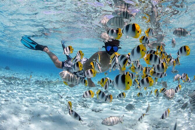 Full Day Combo Snorkeling with Buffet and Bora Bora ATV Tour - The Sum Up