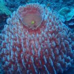 Full Day Experience Fun Dive in Tulamben - Authentic Marine Encounters and Scenic Views