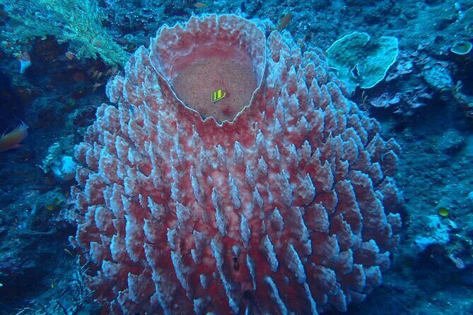 Full Day Experience Fun Dive in Tulamben - Authentic Marine Encounters and Scenic Views