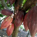 Full Day Experience to Farm and Chocolate - Arrival at Binon Cacao Park: Gateway to Cacao