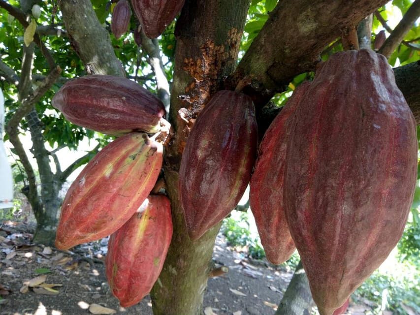 Full Day Experience to Farm and Chocolate - Arrival at Binon Cacao Park: Gateway to Cacao