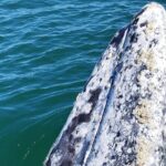 Full Day Gray Whale Watching Experience - Transportation and Comfort