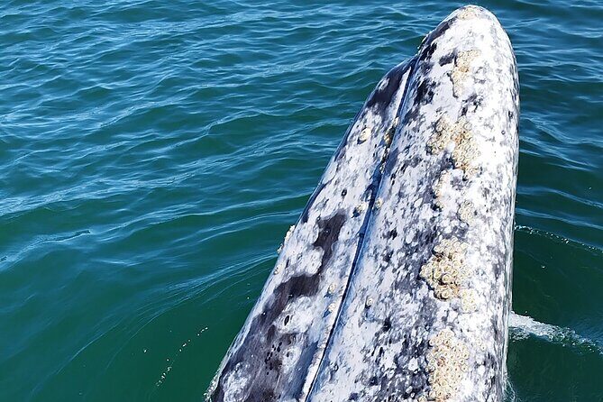 Full Day Gray Whale Watching Experience - Transportation and Comfort