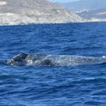 Full-Day Gray Whale Watching tour from Cabo to Mag Bay - Diving Into the Itinerary