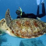 Full-Day Great Barrier Reef Snorkeling from Hamilton Island - The Reef: Two Snorkeling Locations