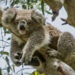 Full-Day Great Ocean Road and 12 Apostles Sunset Tour from Melbourne - The Benefits and Drawbacks