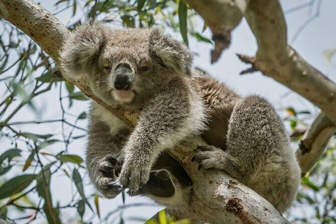 Full-Day Great Ocean Road and 12 Apostles Sunset Tour from Melbourne - The Benefits and Drawbacks