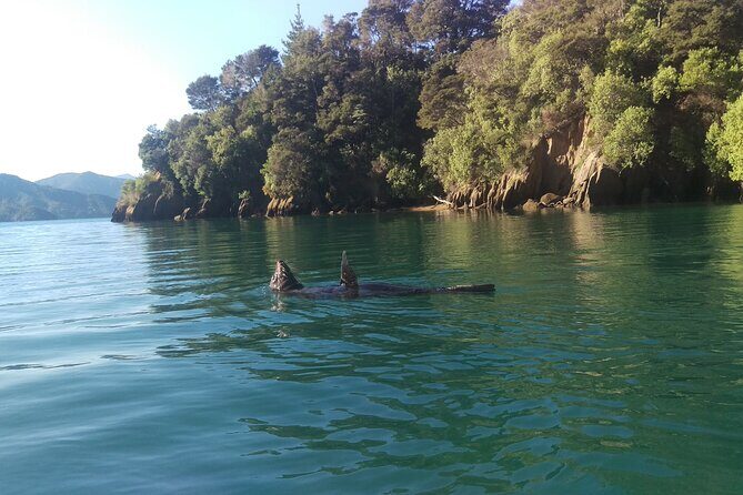 Full day Guided Sea Kayak Tour from Picton - Who Will Love This Experience?
