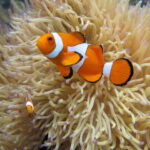 Full-Day Guided Snorkeling Tour from Kota Kinabalu - The Journey: Sailing to Tunku Abdul Rahman Marine Park