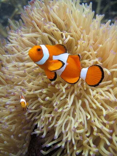 Full-Day Guided Snorkeling Tour from Kota Kinabalu - The Journey: Sailing to Tunku Abdul Rahman Marine Park