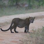 Full day / Half Day WildlifeAdventure in Yala-National-Park - Timing and Best Hours for Wildlife Viewing