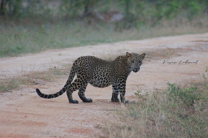 Full day / Half Day WildlifeAdventure in Yala-National-Park - Timing and Best Hours for Wildlife Viewing