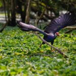 Full day: Hoi An - Bach Ma National Park - What the Tour Includes and What It Doesn’t