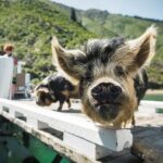 Full Day Iconic Mail Boat Cruise - Authenticity and Unique Aspects