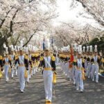 Full-Day Jinhae Cherry Blossom festival Private tour - Pricing and Value