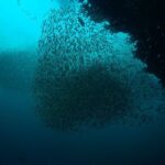 Full-Day Koh Bon Scuba Diving from Phuket - Why This Dive Trip Stands Out