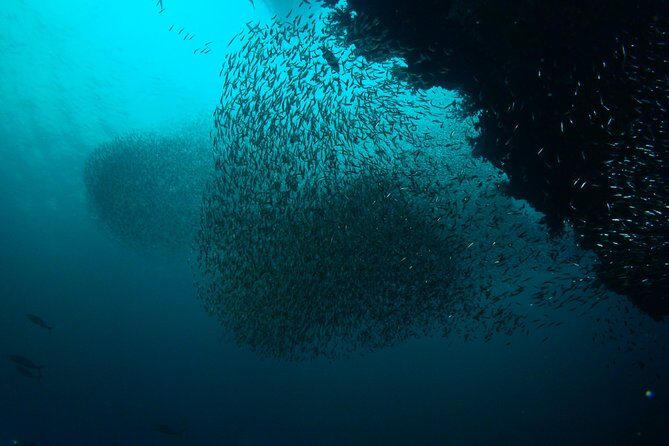 Full-Day Koh Bon Scuba Diving from Phuket - Why This Dive Trip Stands Out