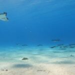 Full-day Lagoon Safari Tour with Lunch in Bora Bora - Shared tour - The Sum Up