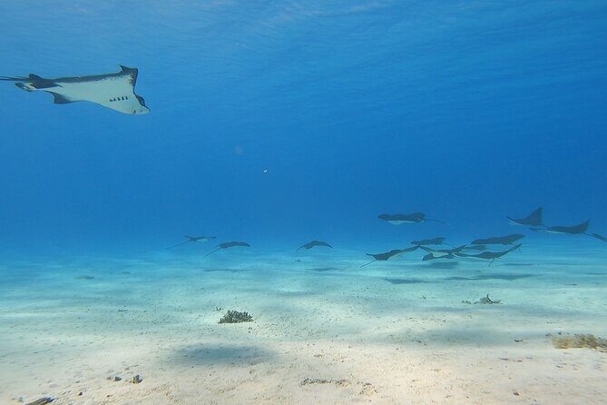 Full-day Lagoon Safari Tour with Lunch in Bora Bora - Shared tour - The Sum Up