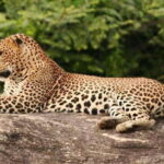 Full Day Leopard Safari at Yala and Traditional Curd Tasting - How the price stacks up