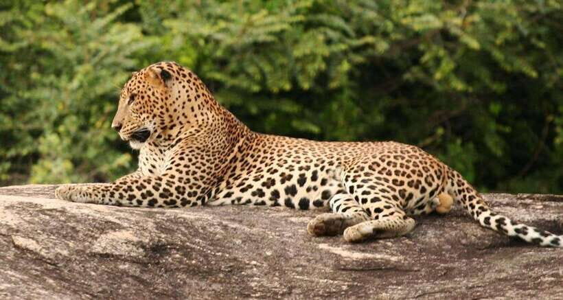 Full Day Leopard Safari at Yala and Traditional Curd Tasting - How the price stacks up