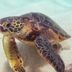 Full day Oahu´s North Shore Circle Island & Snorkeling w/ Turtles - Authentic Experiences and What Travelers Say