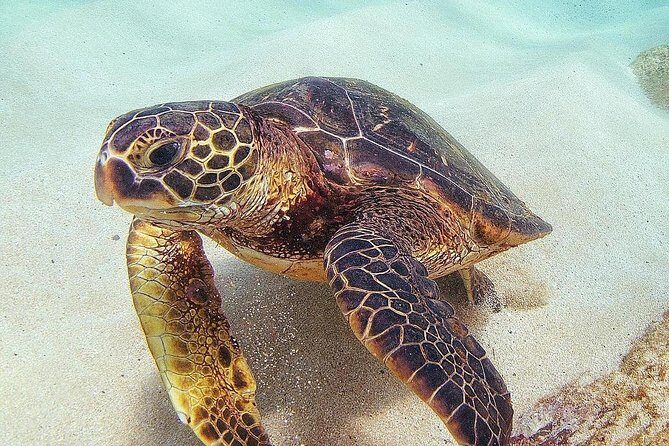 Full day Oahu´s North Shore Circle Island & Snorkeling w/ Turtles - Authentic Experiences and What Travelers Say