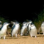 Full-Day Penguins and Wildlife Nature Experience from Melbourne - Transportation, Group Size, and Overall Value